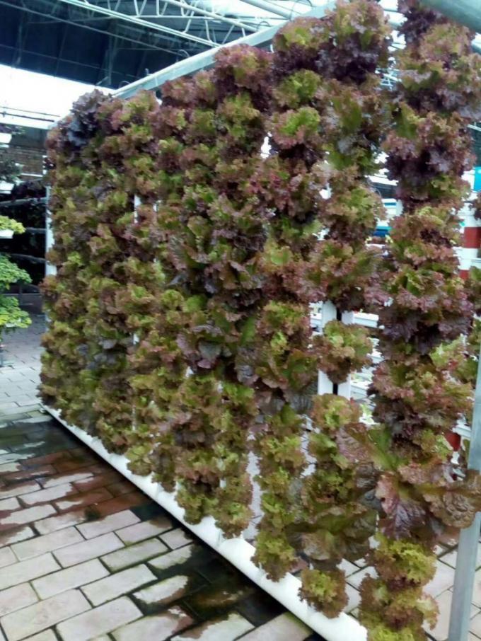 Commercial Hydroponics Nft Strawberry And Flower Vertical Growing ...